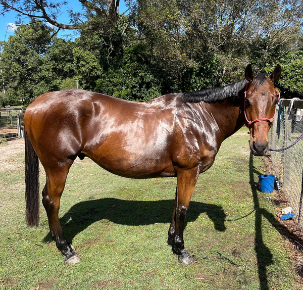 RSPCA Bundaberg | RSPCA Queensland