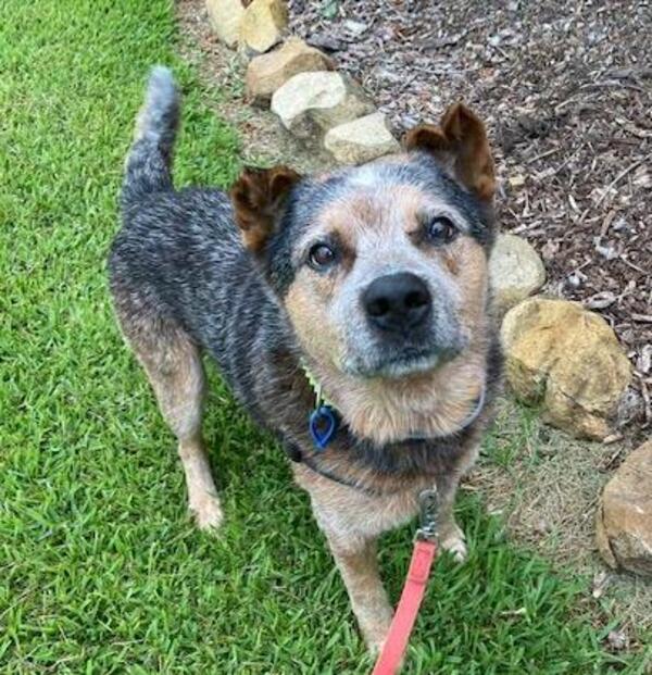 RSPCA Mackay | RSPCA Queensland