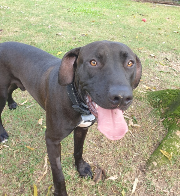 RSPCA QLD | Adopt Search
