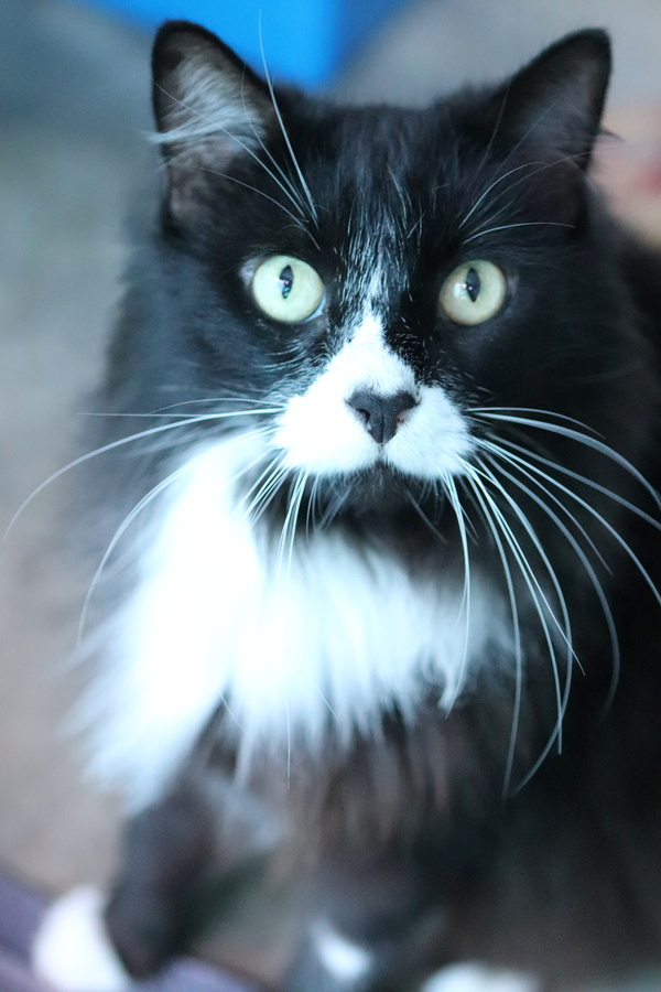 RSPCA Dakabin | RSPCA Queensland