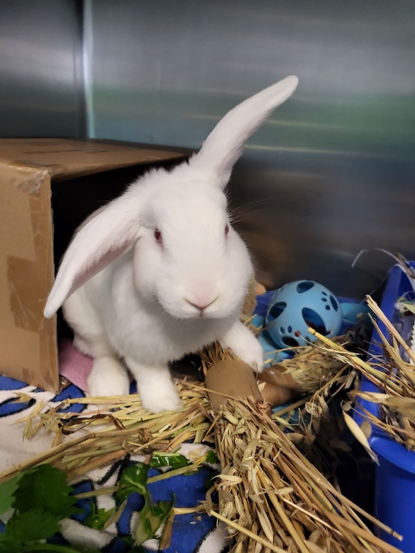 Rabbits - RSPCA South Australia