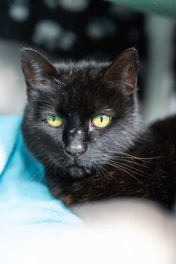 Adopt a Pet - RSPCA South Australia