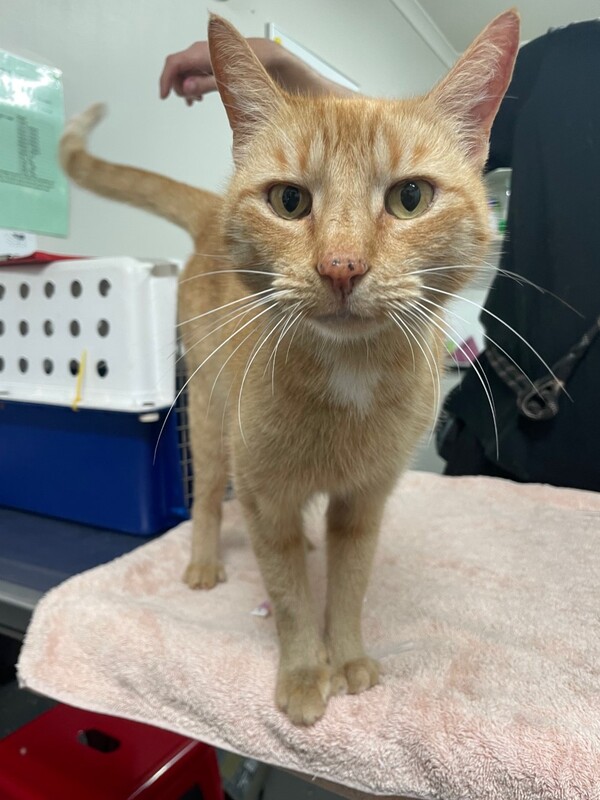 RSPCA Mackay | RSPCA Queensland